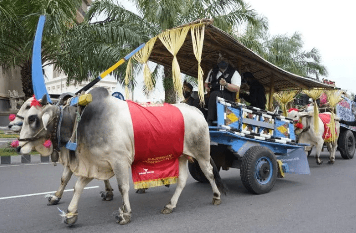 Cikar, Alat Transportasi Zaman Dulu di Ultah Kabupaten Kediri - Berita ...