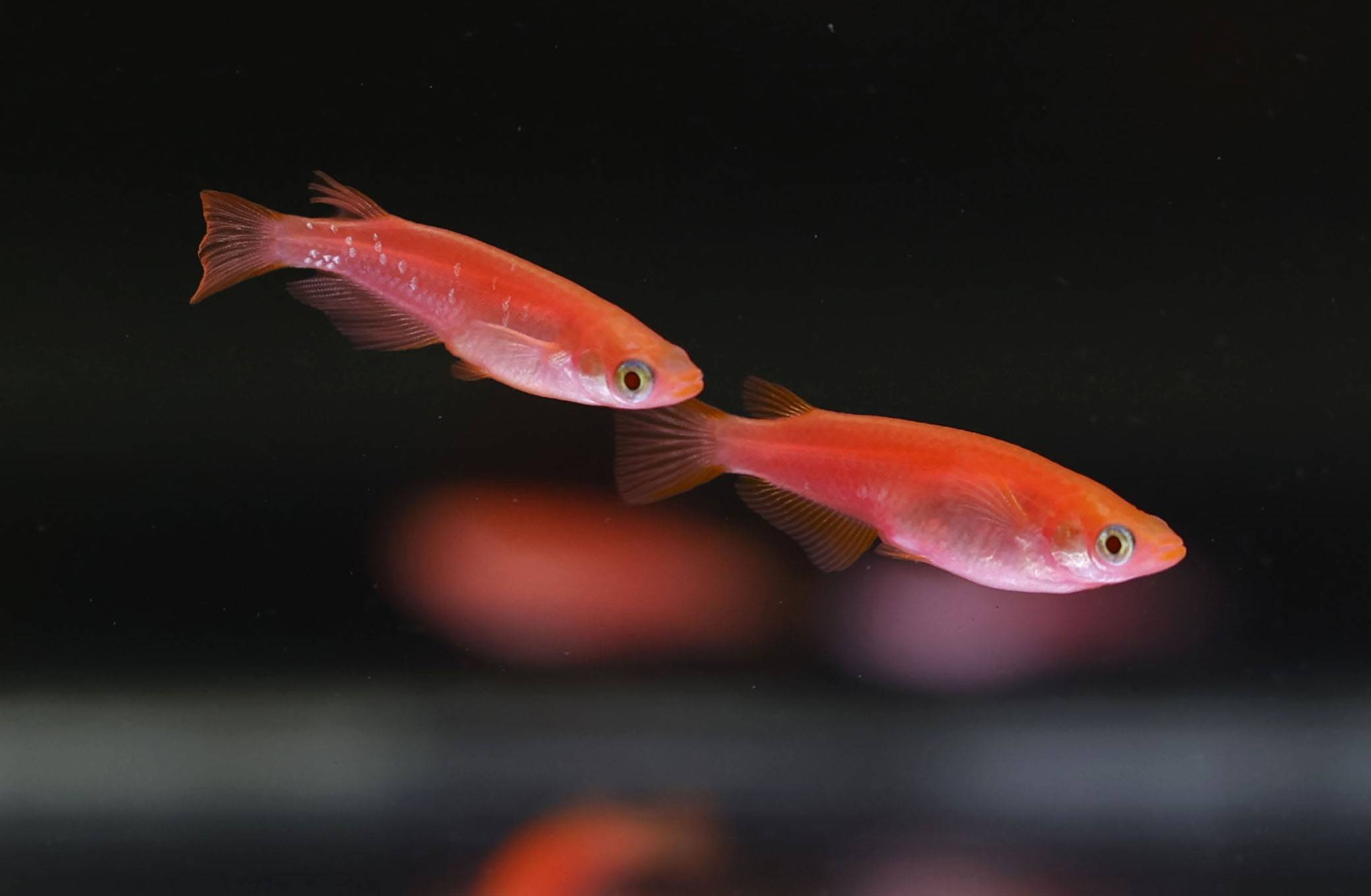 Mencuri Telur Ikan dan Dimodifikasi, 9 Orang Ditangkap Polisi - Berita Indonesia