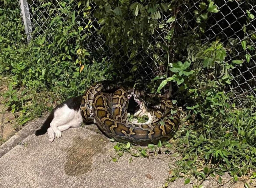 Hati - Hati Dengan Ular Saat Berada Di Dekat Semak - Berita Indonesia