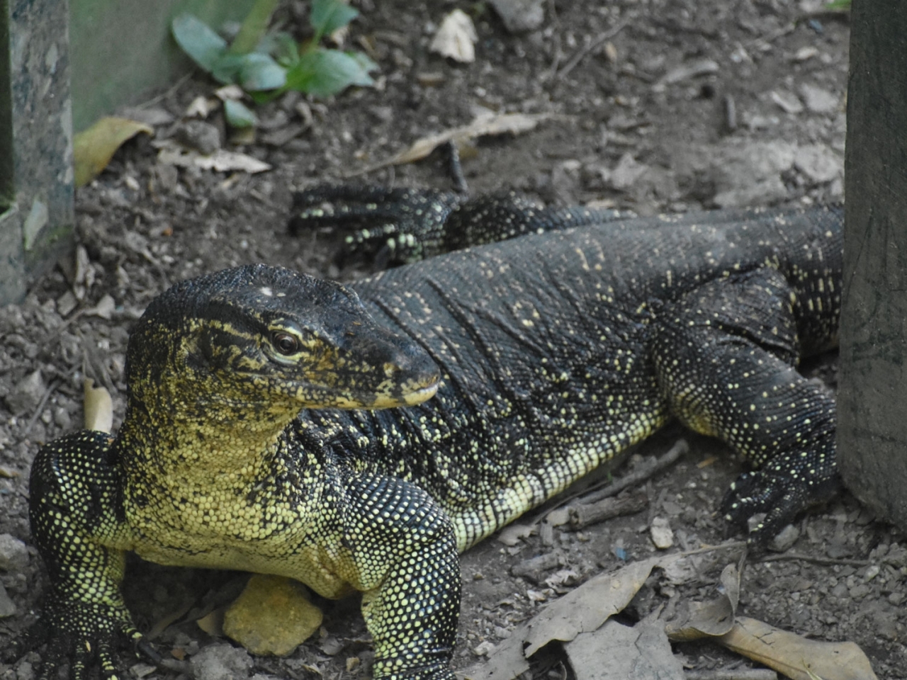 Biawak Lepas Dari Kandang, Namanya Aberdeen - Berita Indonesia