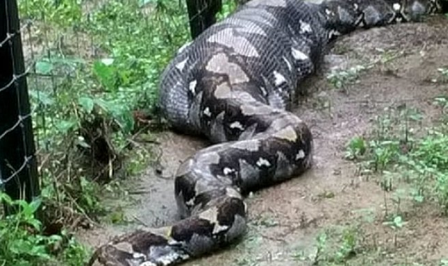 Ular Piton Sepanjang 7 Meter Telan Sapi Warga - Berita Indonesia Ular Piton Sepanjang 7 Meter Telan Sapi Warga - Berita Indonesia