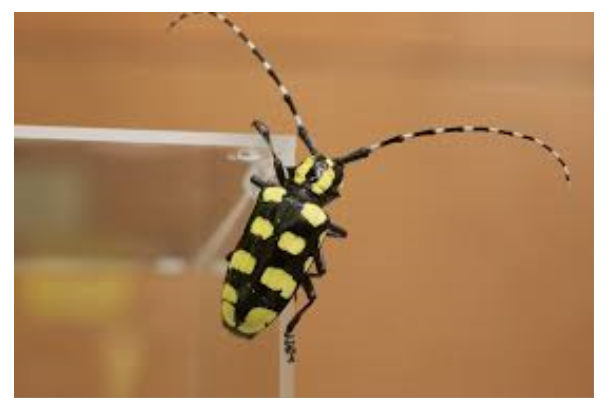 Serangga Berwarna Kuning Kehitaman Buat Netizen Penasaran - Berita ...