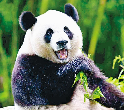 Dua Panda Raksasa Tiba Di Hong Kong - Berita Indonesia