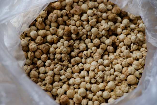 Kapulaga Jawa, Rempah Yang Kaya Nutrisi Dan Manfaat - Berita Indonesia