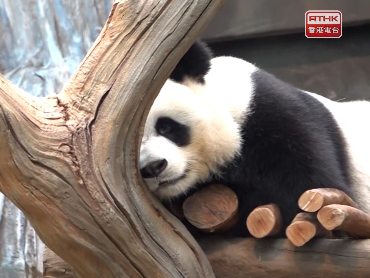 Panda Membuat Ocean Park Menjadi Ramai - Berita Indonesia
