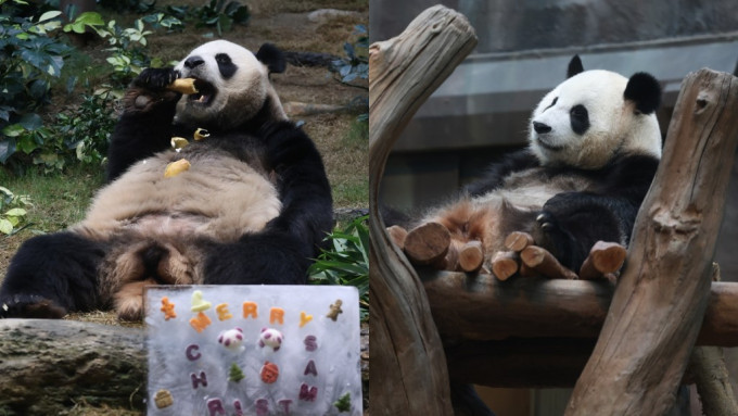 Panda An An dan Ke Ke Merayakan Natal Dengan Suguhan Spesial - Berita ...