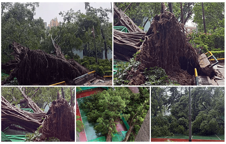 Pohon Raksasa Tumbang Menimpa Lapangan Dan Merusak Infrastrutur ...
